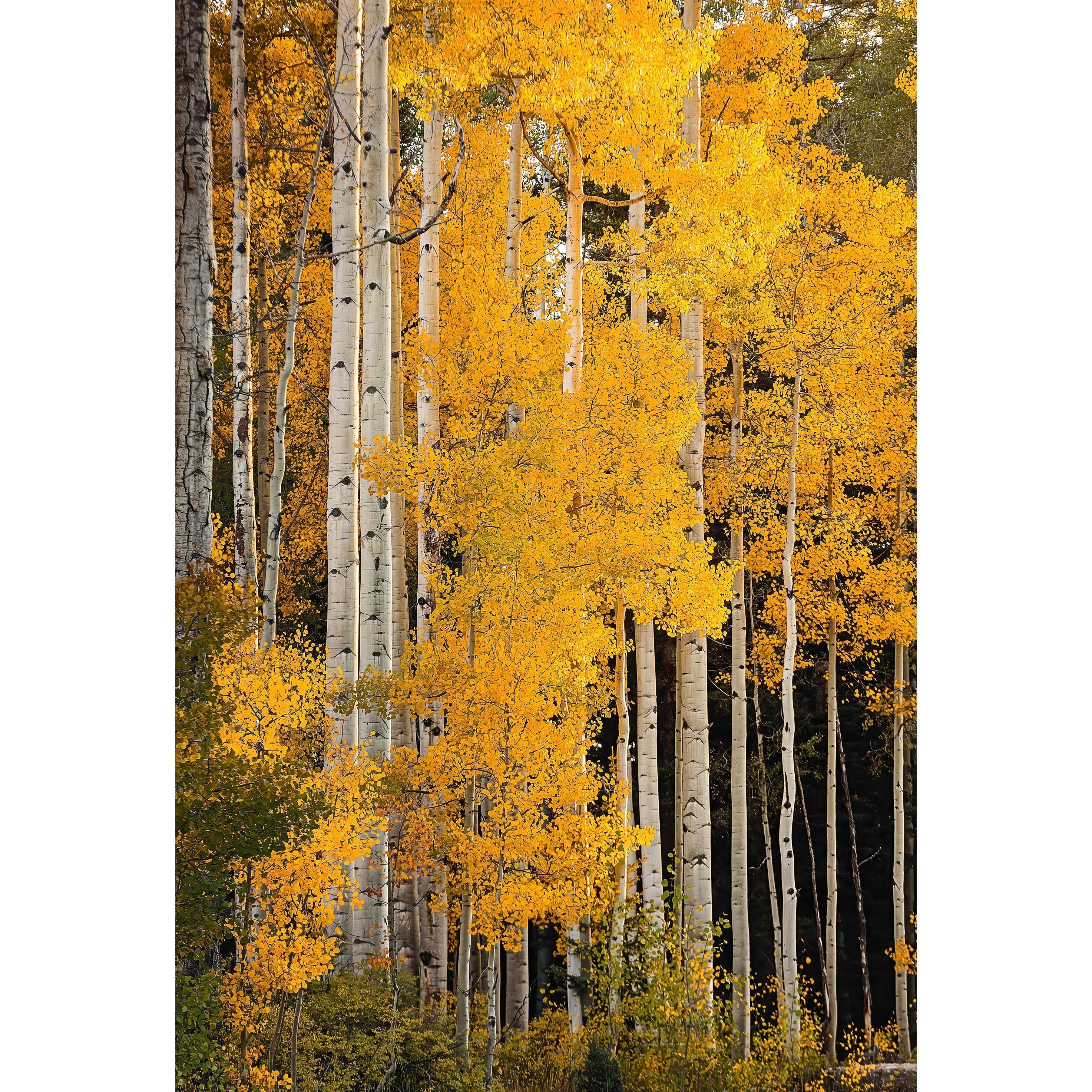 Colorado Aspen Forest Wall Art – Erica Turner Landscapes