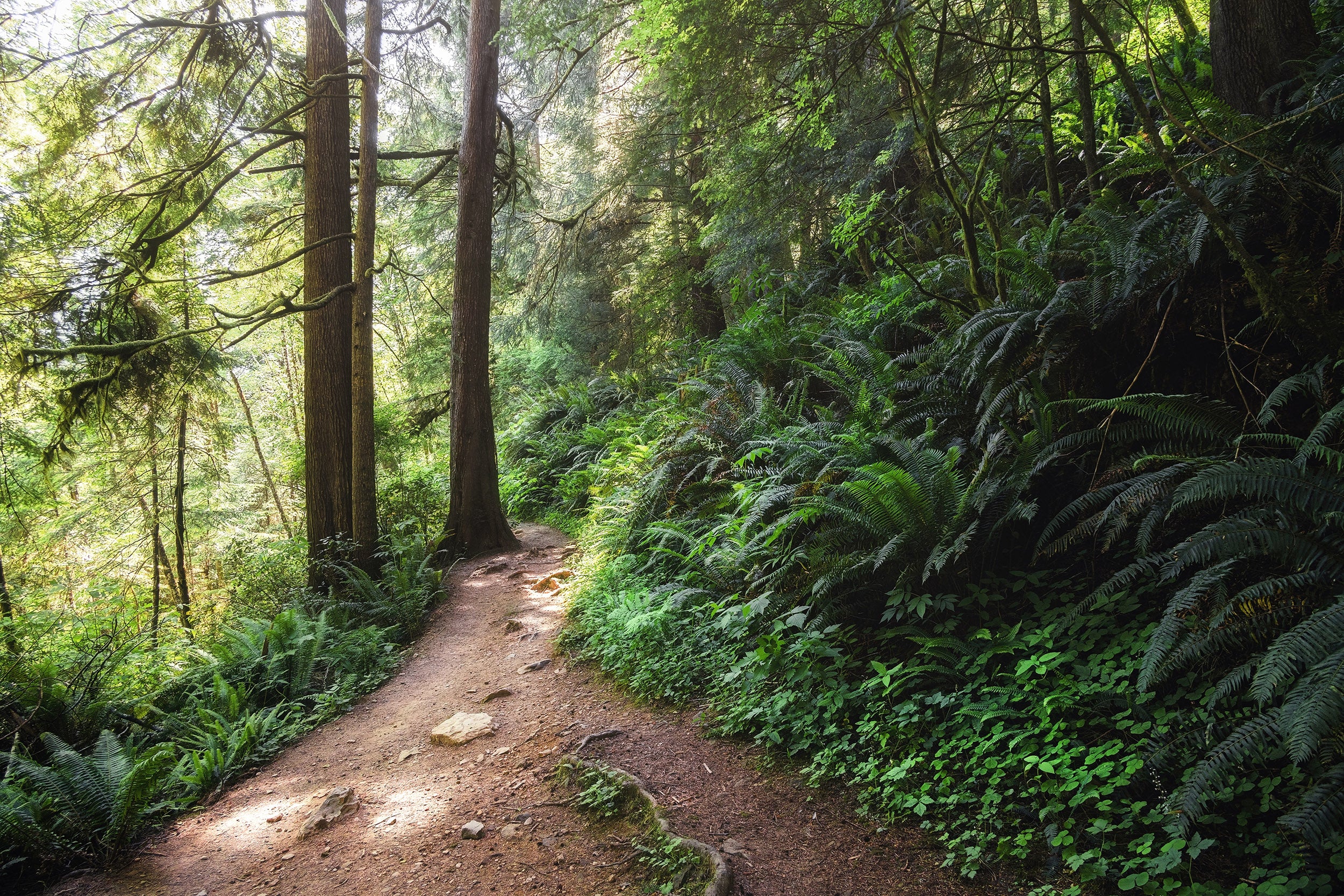 Oregon Forest Photography – Erica Turner Landscapes