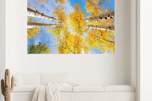 Aspen Tree Wall Art – Erica Turner Landscapes