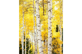 Aspen Tree Wall Art – Erica Turner Landscapes