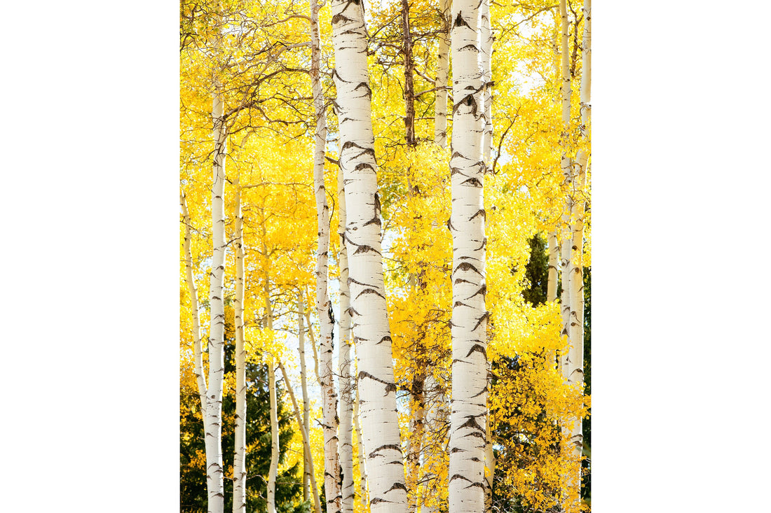 Aspen Tree Wall Art – Erica Turner Landscapes
