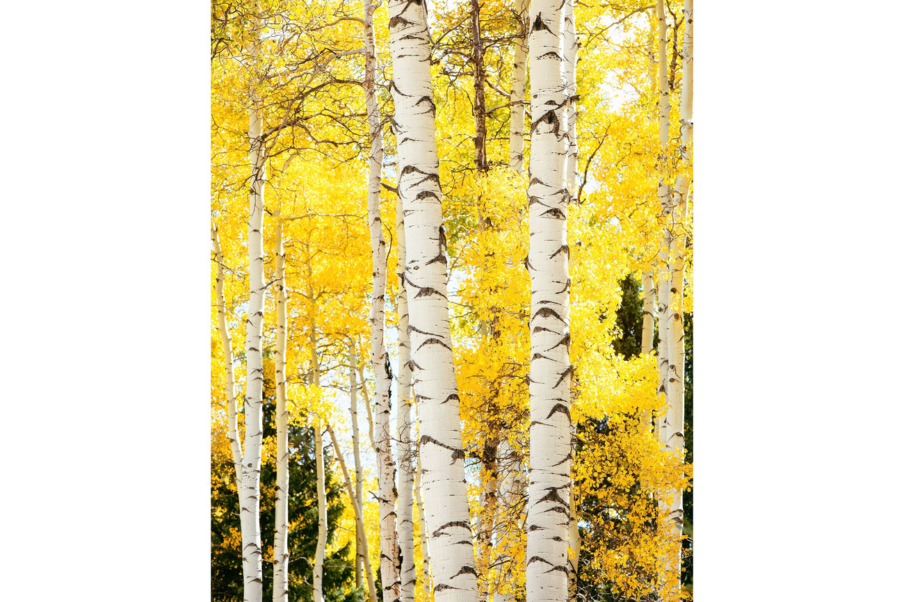 Aspen Tree Wall Art – Erica Turner Landscapes