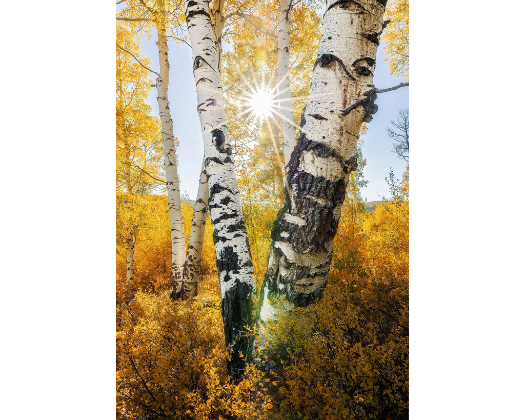Close Up Aspen Birch Tree Photo - Colorado National Forest Wall Art ...