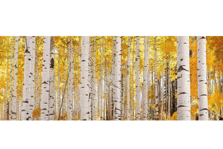 Aspen Tree Wall Art – Erica Turner Landscapes